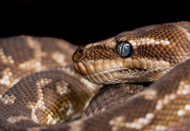 Python Hunter – Praise 107.9